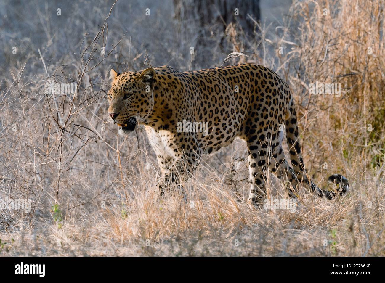 Leopard walking wild in a forest Stock Photo - Alamy