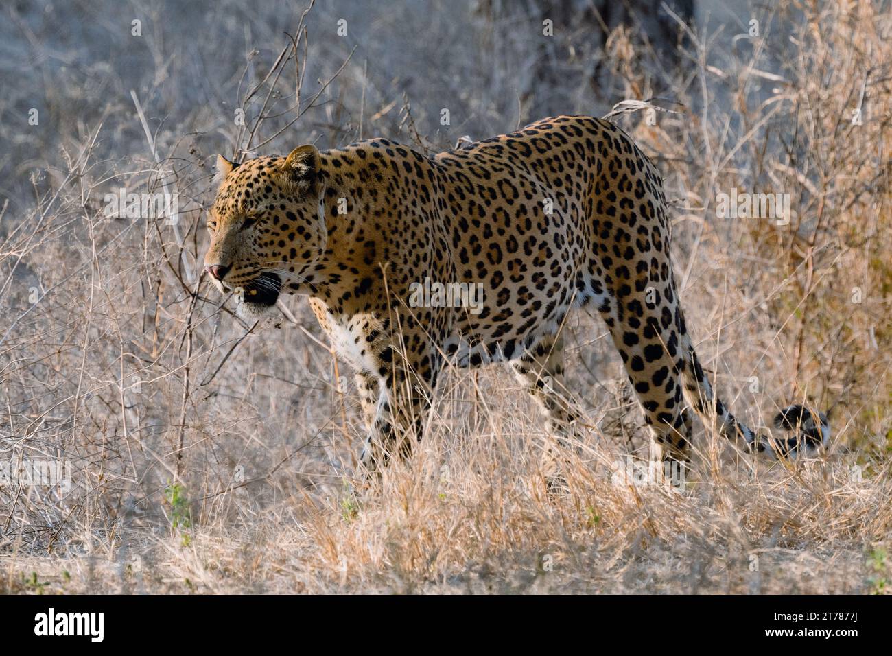 Leopard walking wild in a forest Stock Photo - Alamy