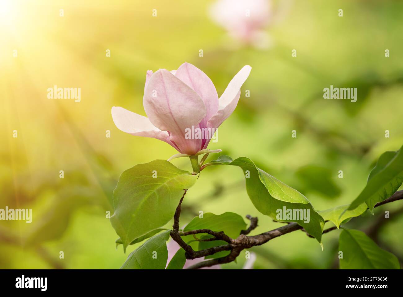 Magnolia spring flowers Stock Photo - Alamy