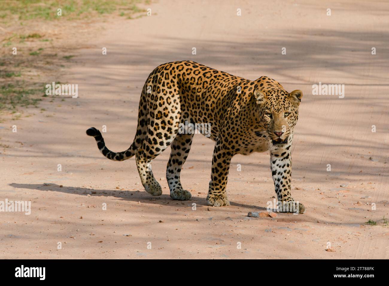 Leopard walking wild in a forest Stock Photo - Alamy