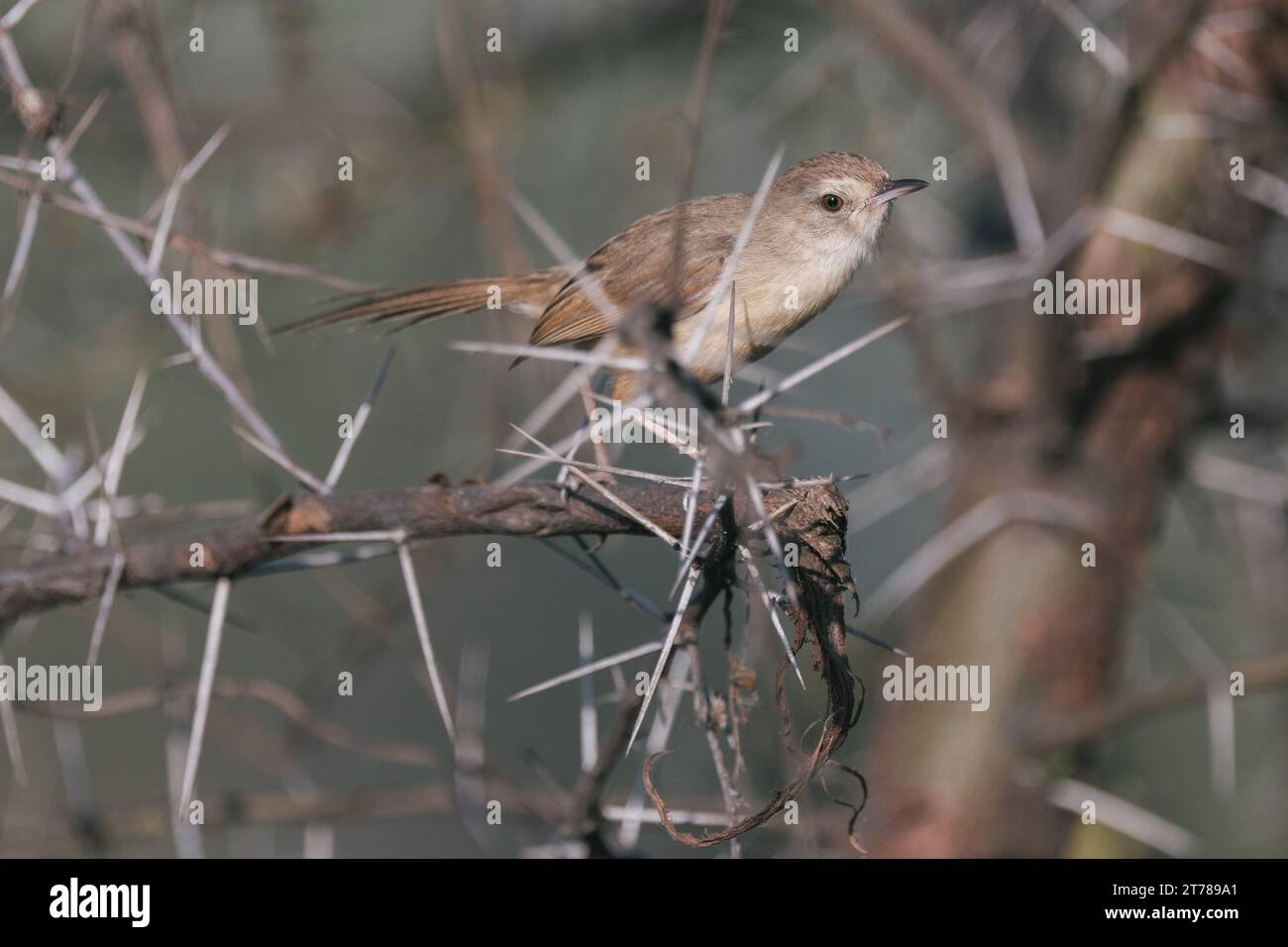 Plain Prinia Bird perched on a thorny shrub Stock Photo - Alamy