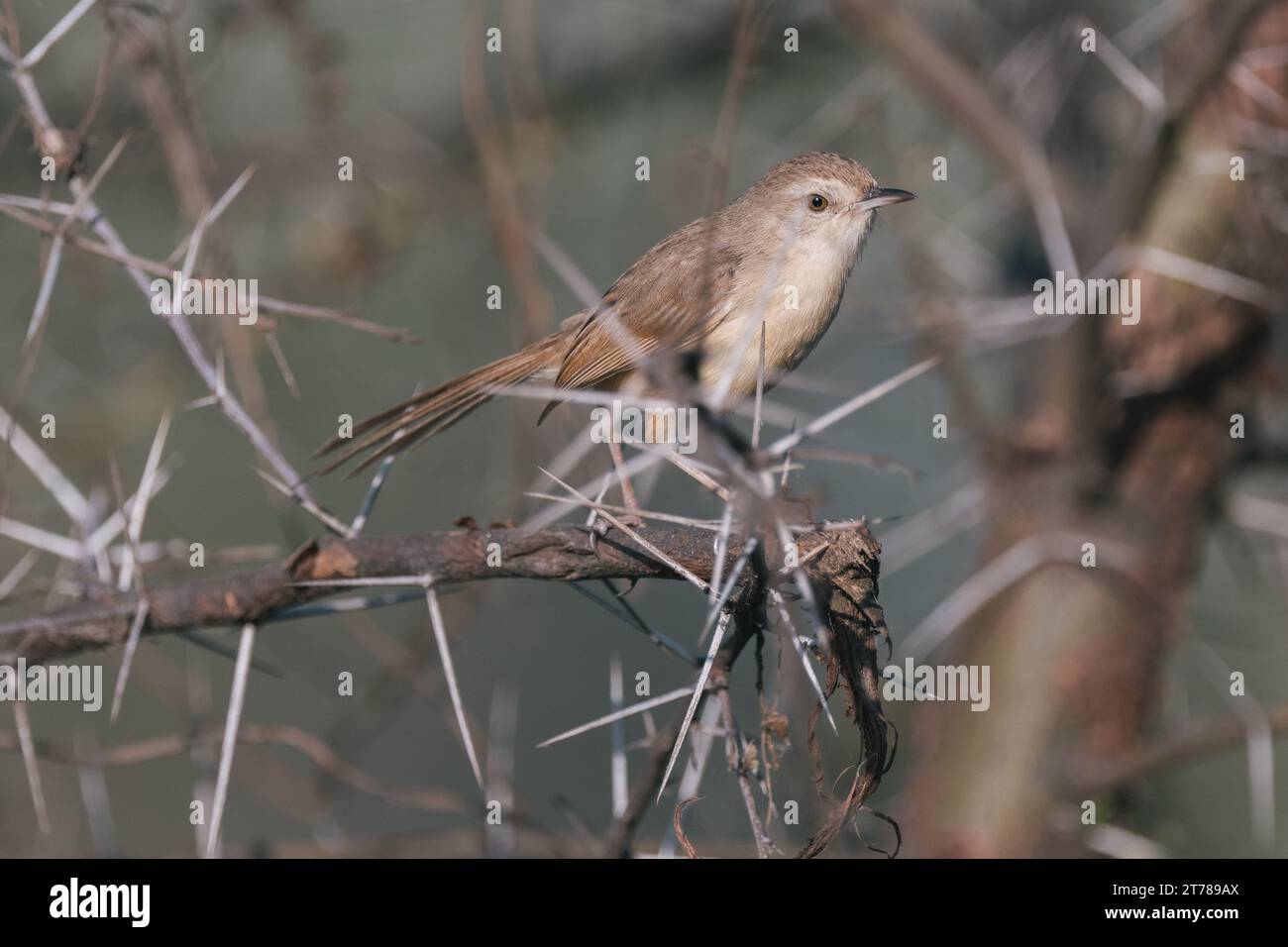 Prinia little bird hi-res stock photography and images - Alamy
