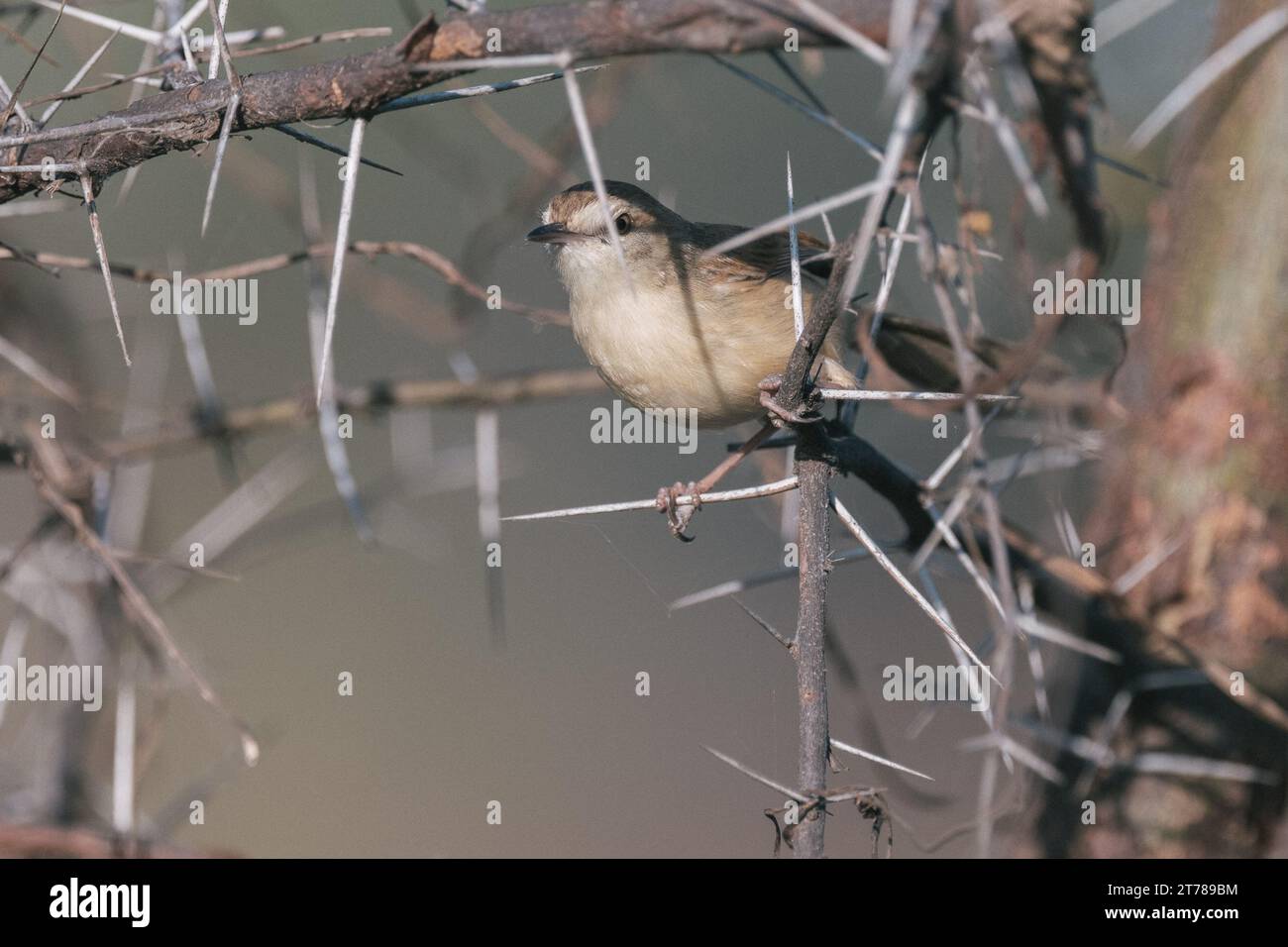 Prinia little bird hi-res stock photography and images - Alamy