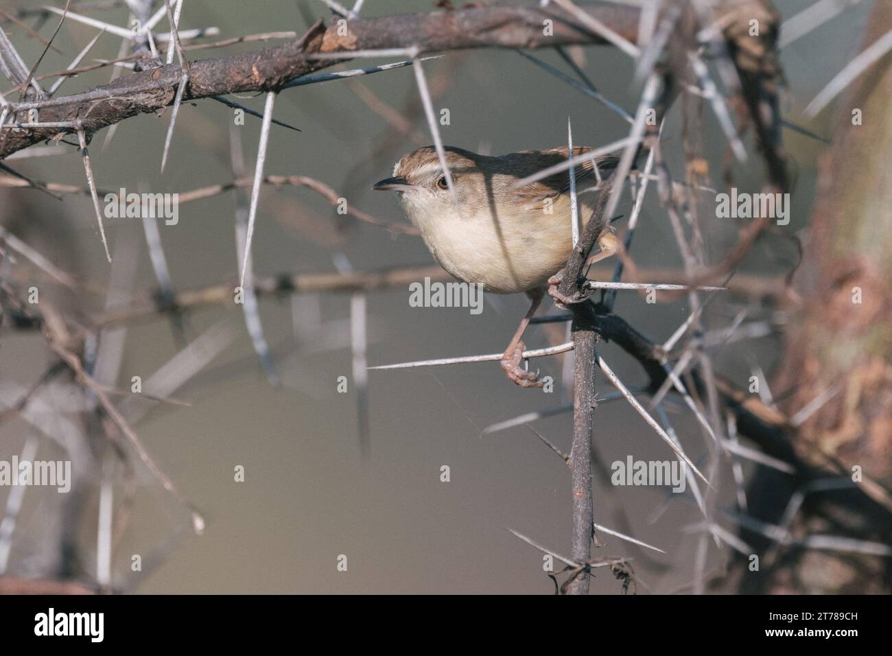 Plain Prinia Bird perched on a thorny shrub Stock Photo - Alamy