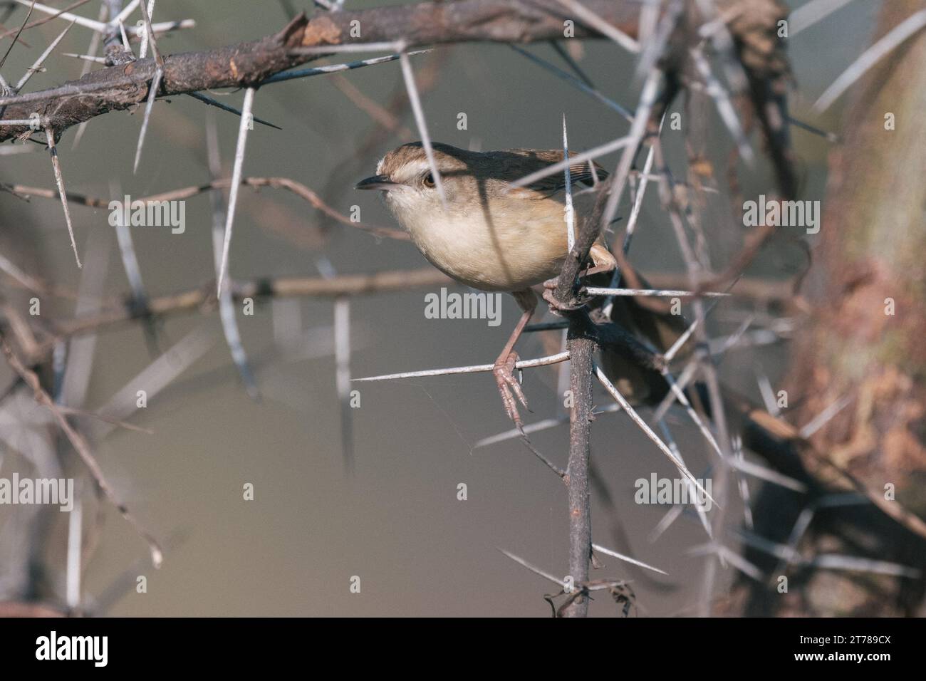 Prinia little bird hi-res stock photography and images - Alamy