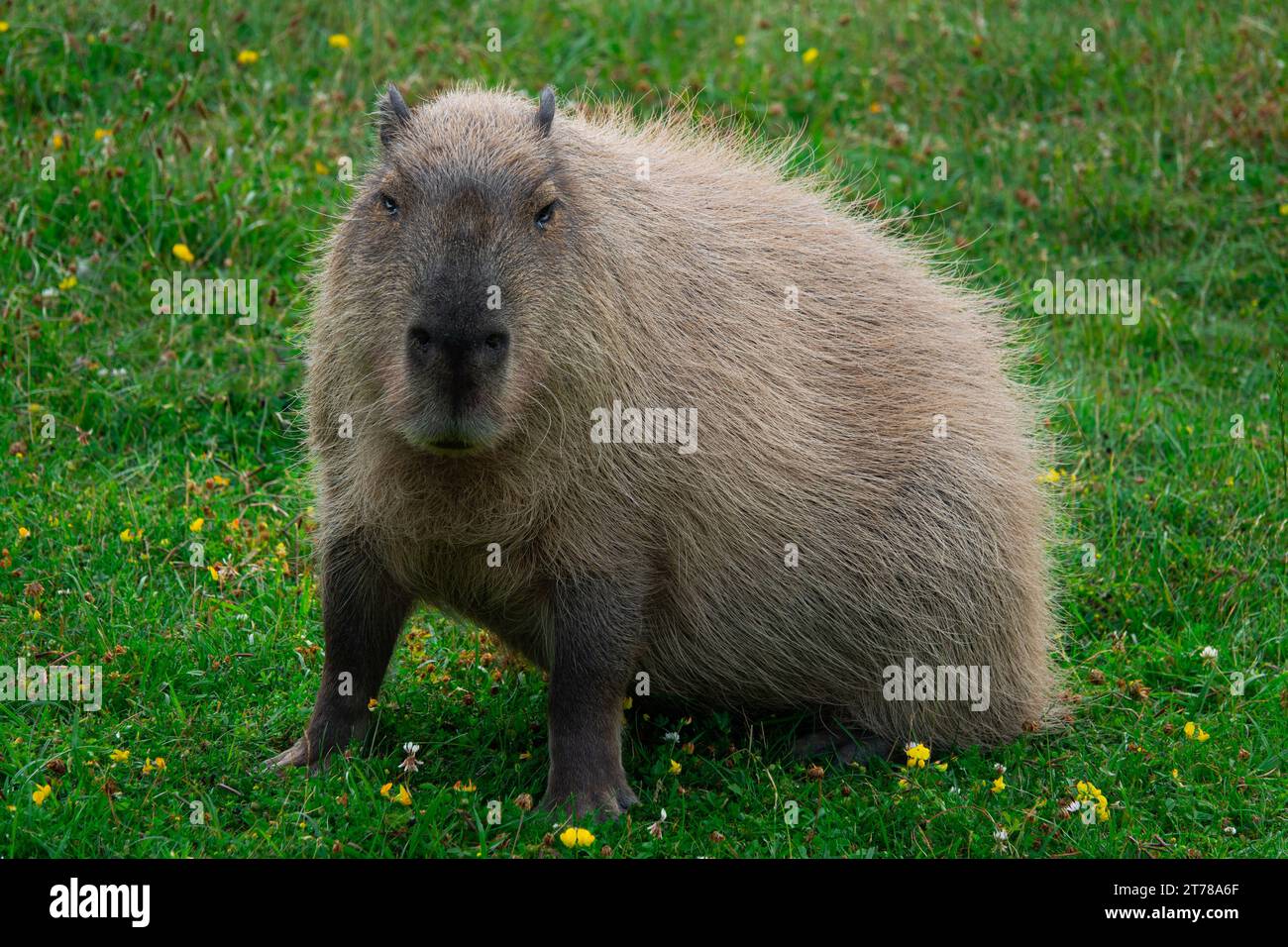 capybara backdrop of green grass Stock Photo - Alamy