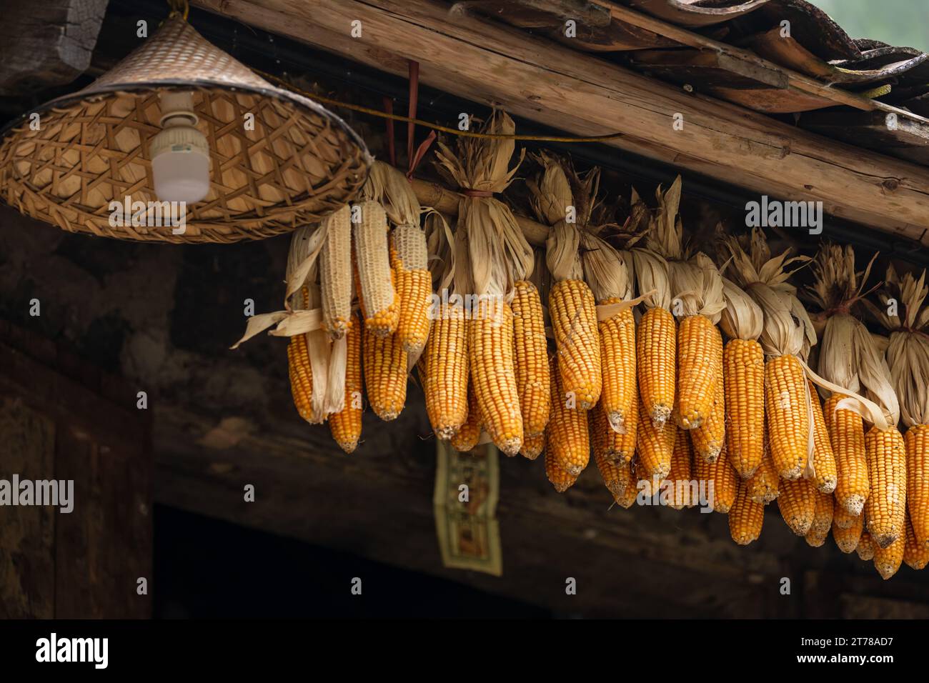 Harvested corn at a farm house in Vietnam Stock Photo - Alamy
