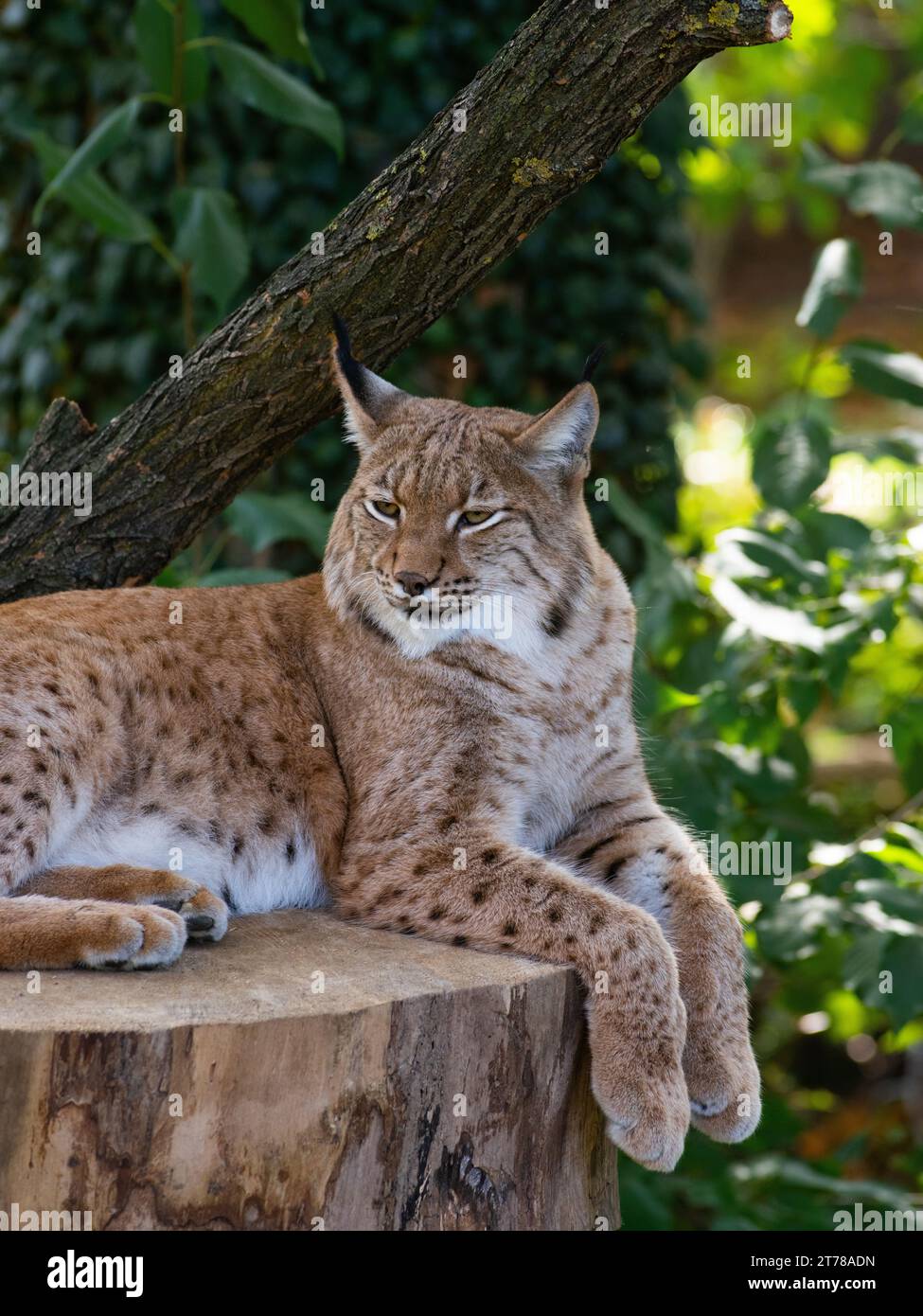 Portrait of an adult male Carpathian lynx, Lynx lynx carpaticus on a ...