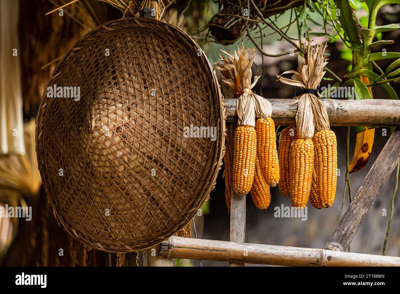 Harvested corn at a farm house in Vietnam Stock Photo - Alamy