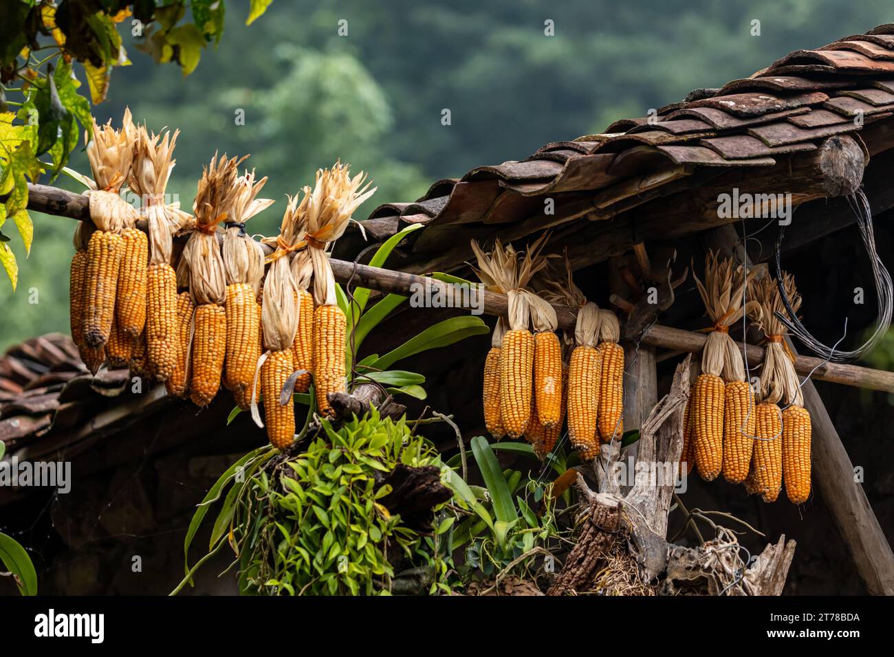 Harvested corn at a farm house in Vietnam Stock Photo - Alamy