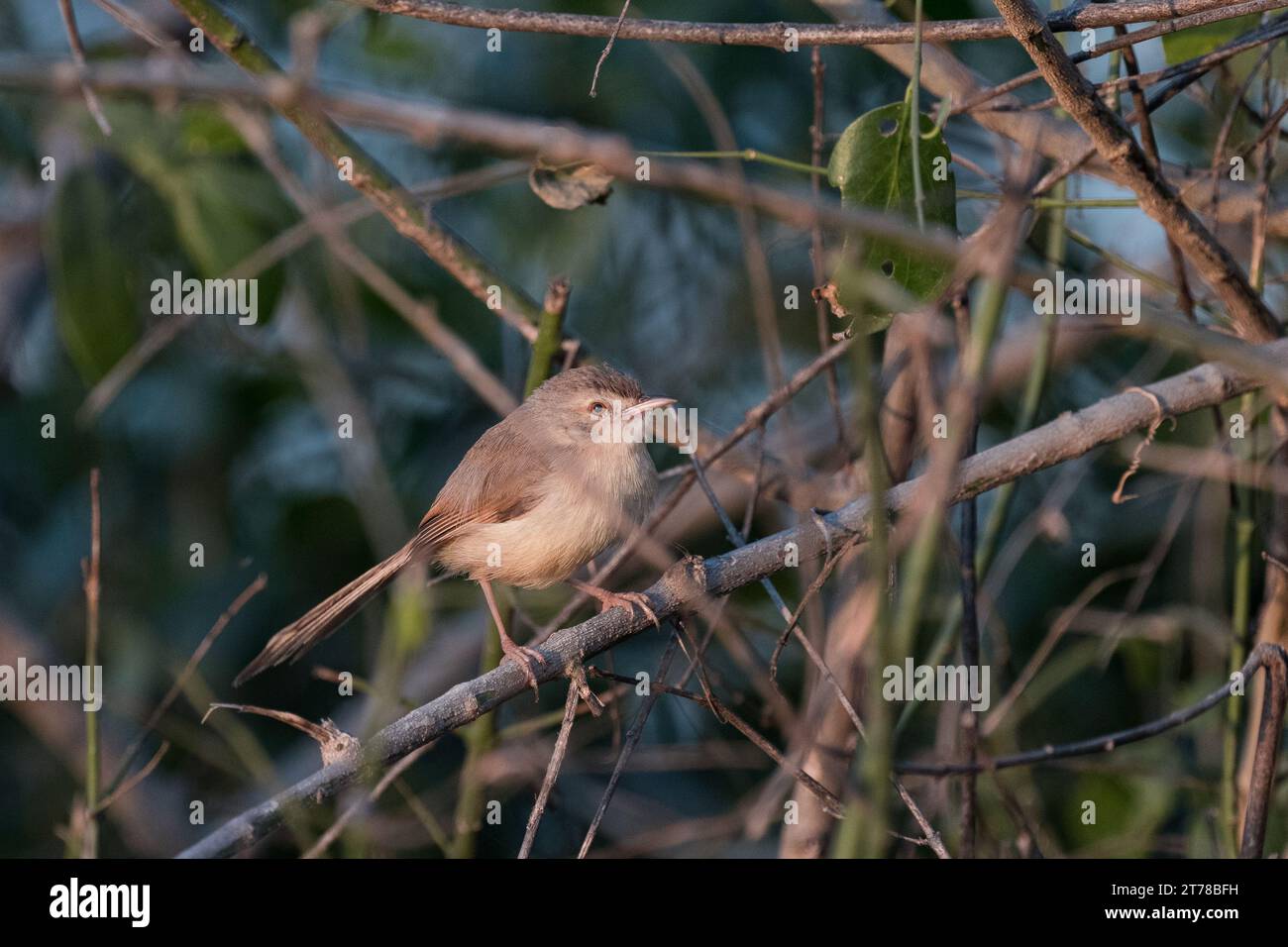Plain Prinia Bird Stock Photo - Alamy