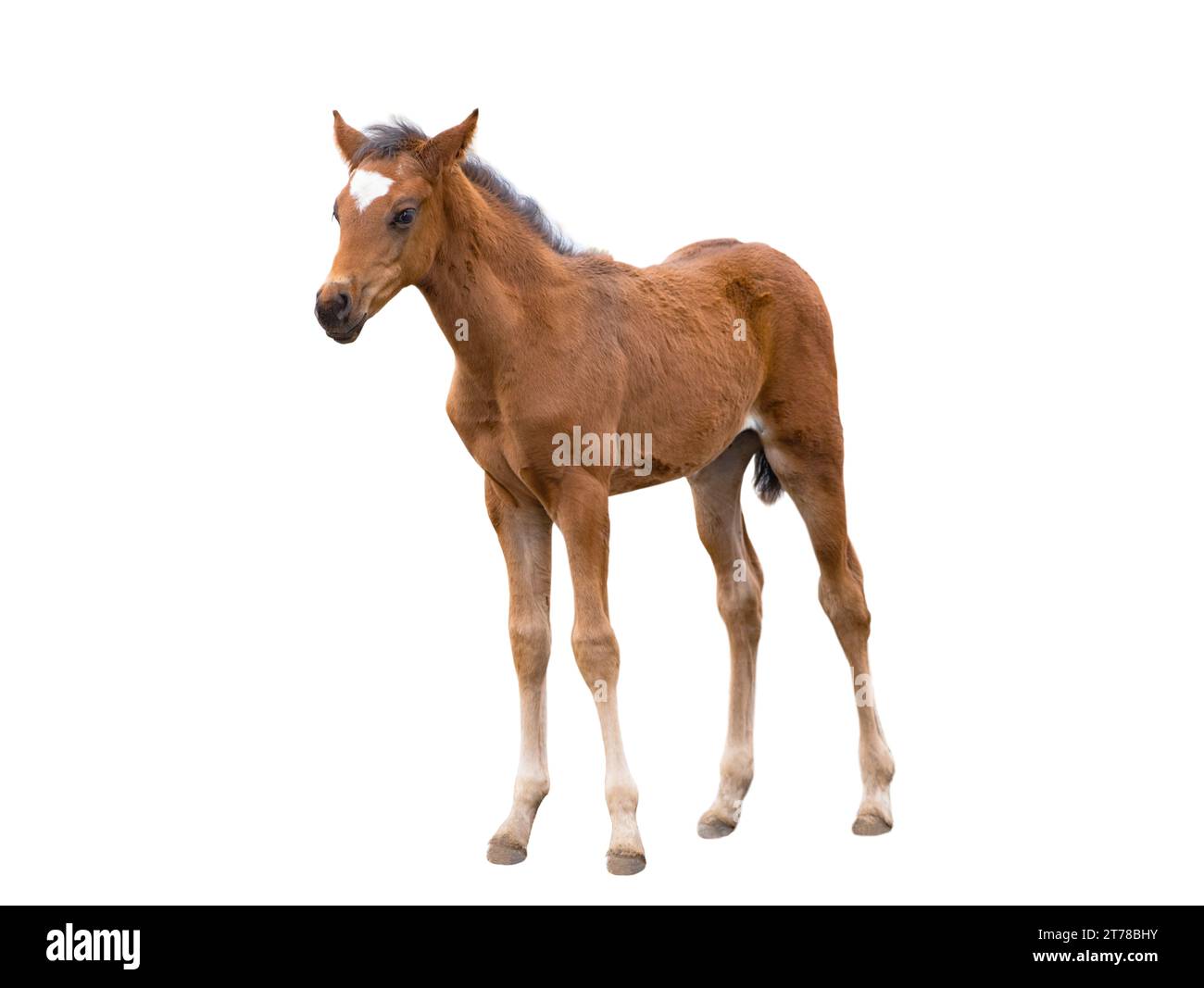 brown thoroughbred foal isolated on white background Stock Photo - Alamy