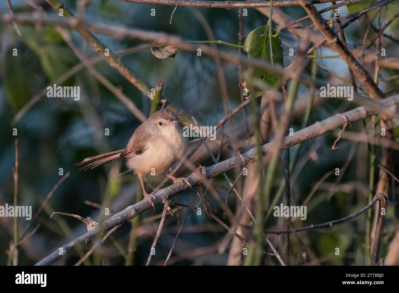 Plain Prinia Bird Stock Photo - Alamy