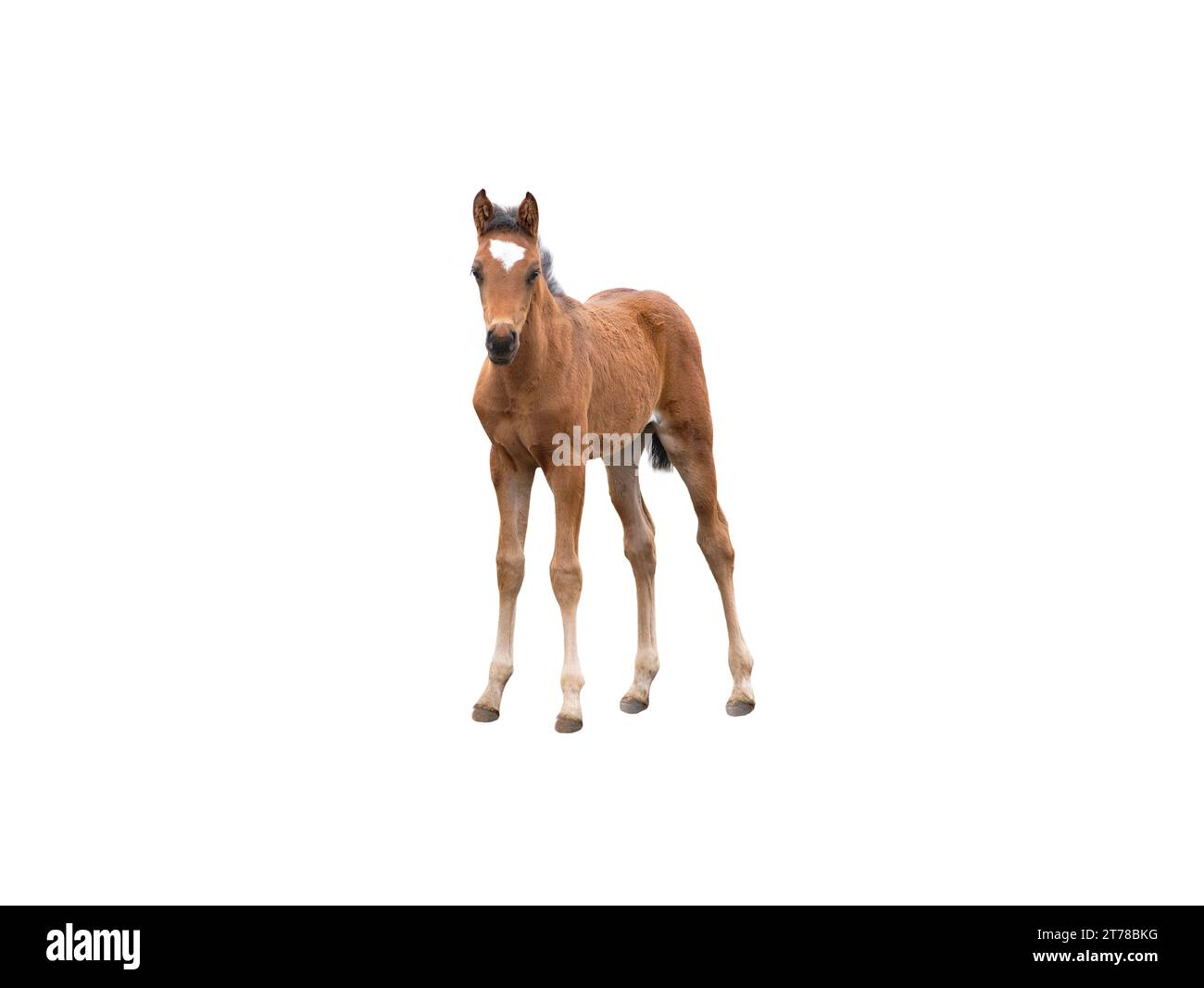brown thoroughbred foal isolated on white background Stock Photo - Alamy