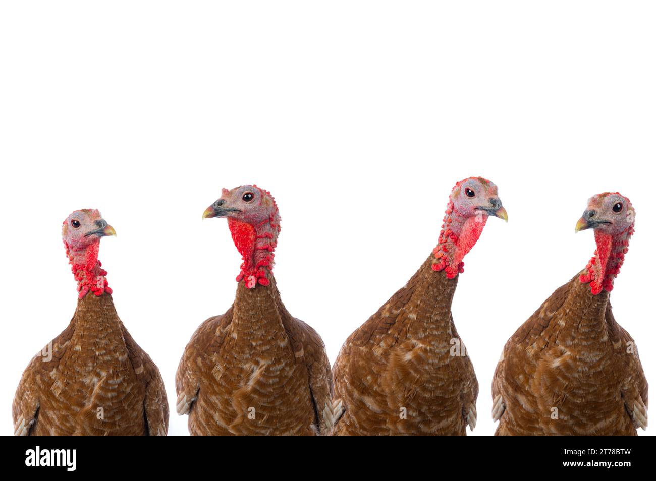 portraits of turkeys brown isolated on white background Stock Photo - Alamy