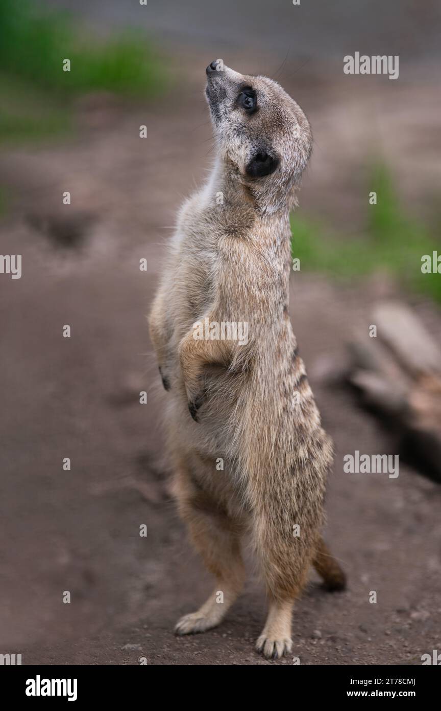 meerkat stands on its hind legs and looks to the side Stock Photo - Alamy