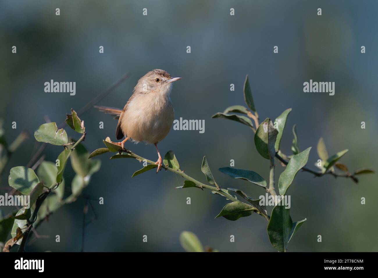 Birds bush photography nature hi-res stock photography and images - Alamy