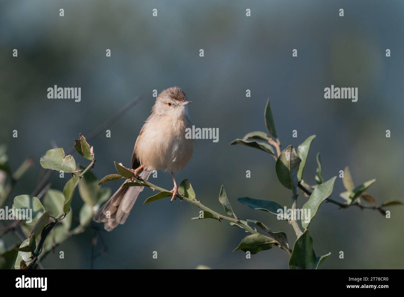 Birds bush photography nature hi-res stock photography and images - Alamy