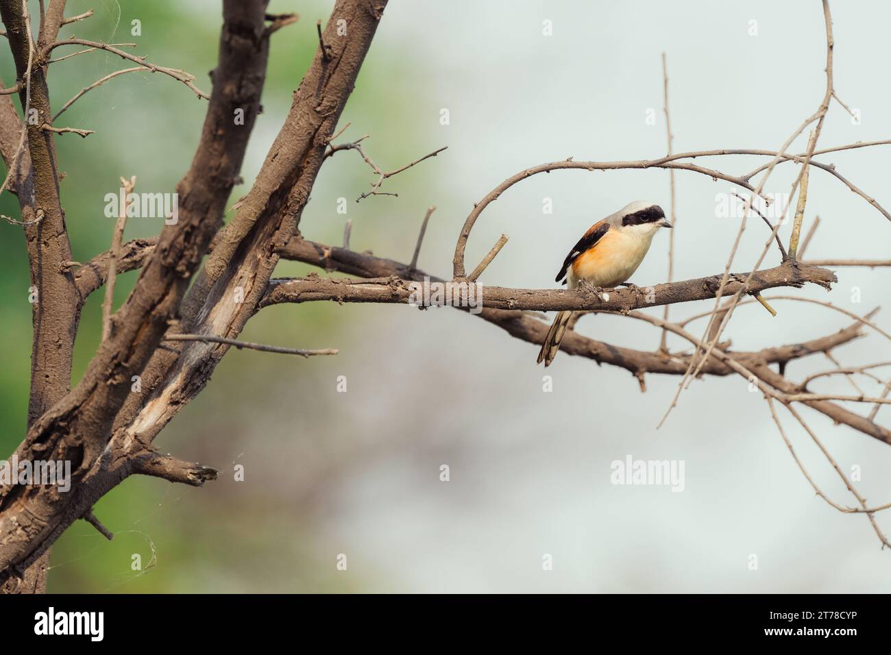 Small bird sanctuary hi-res stock photography and images - Alamy