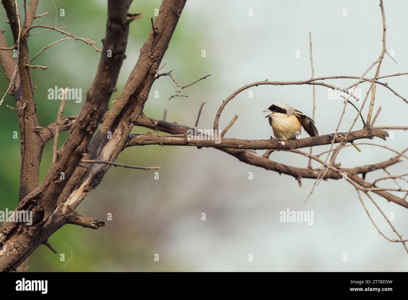 Small bird sanctuary hi-res stock photography and images - Alamy