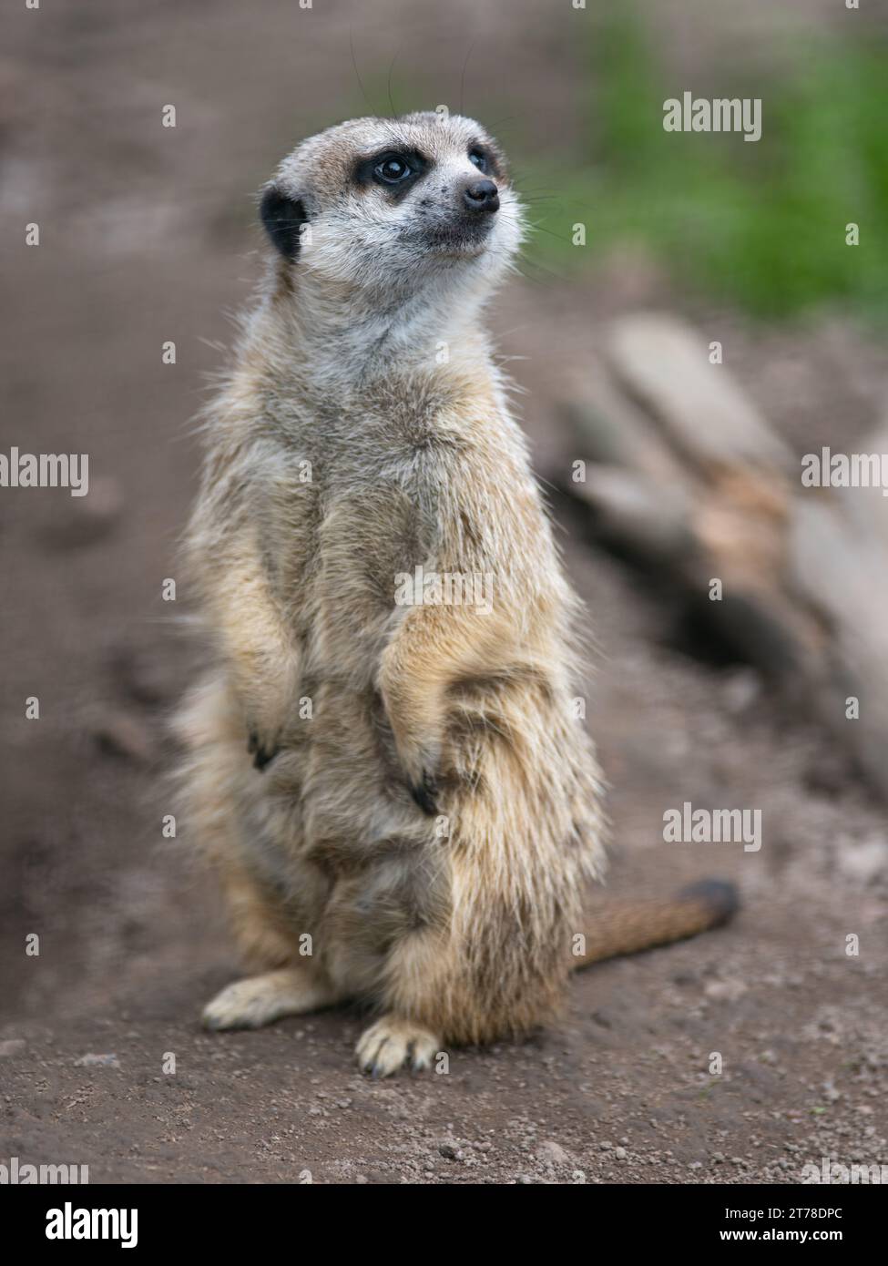 meerkat stands on its hind legs and looks to the side Stock Photo - Alamy