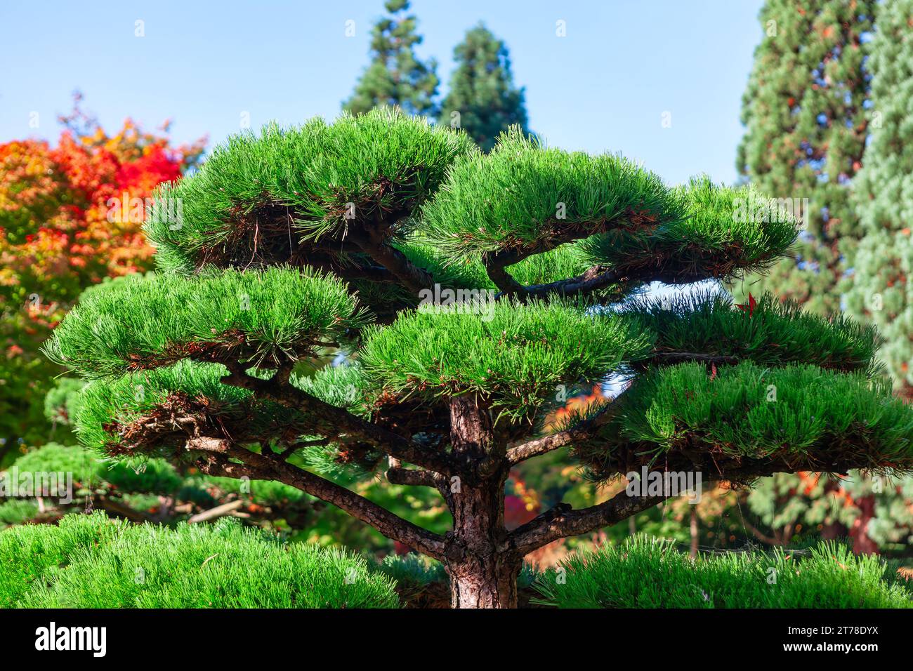 Bonsai Tree Growing at Japanese Garden . Natural elements to create a ...