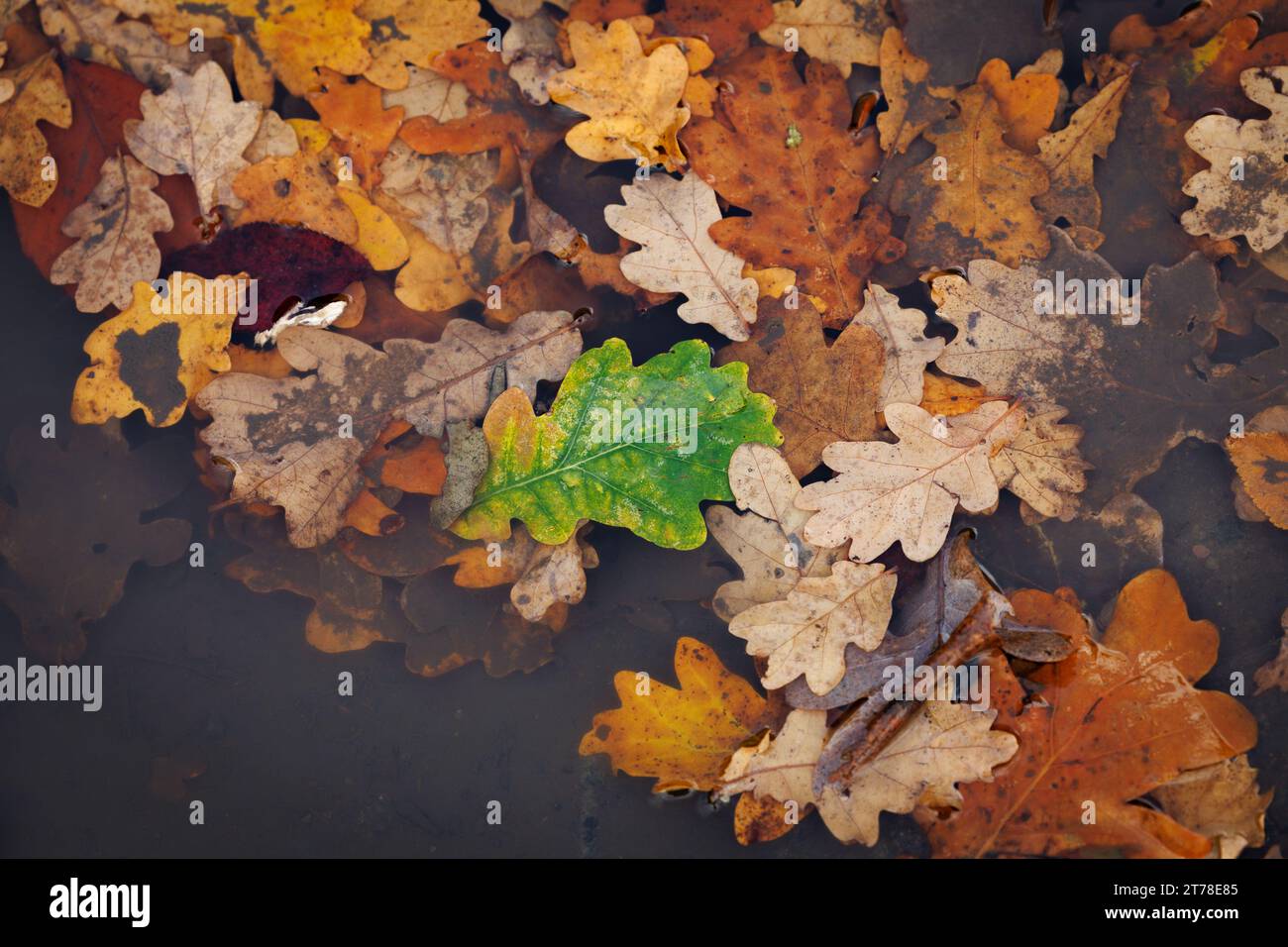 Wallenhorst, Germany. 14th Nov, 2023. Autumn leaves, including a yellow ...