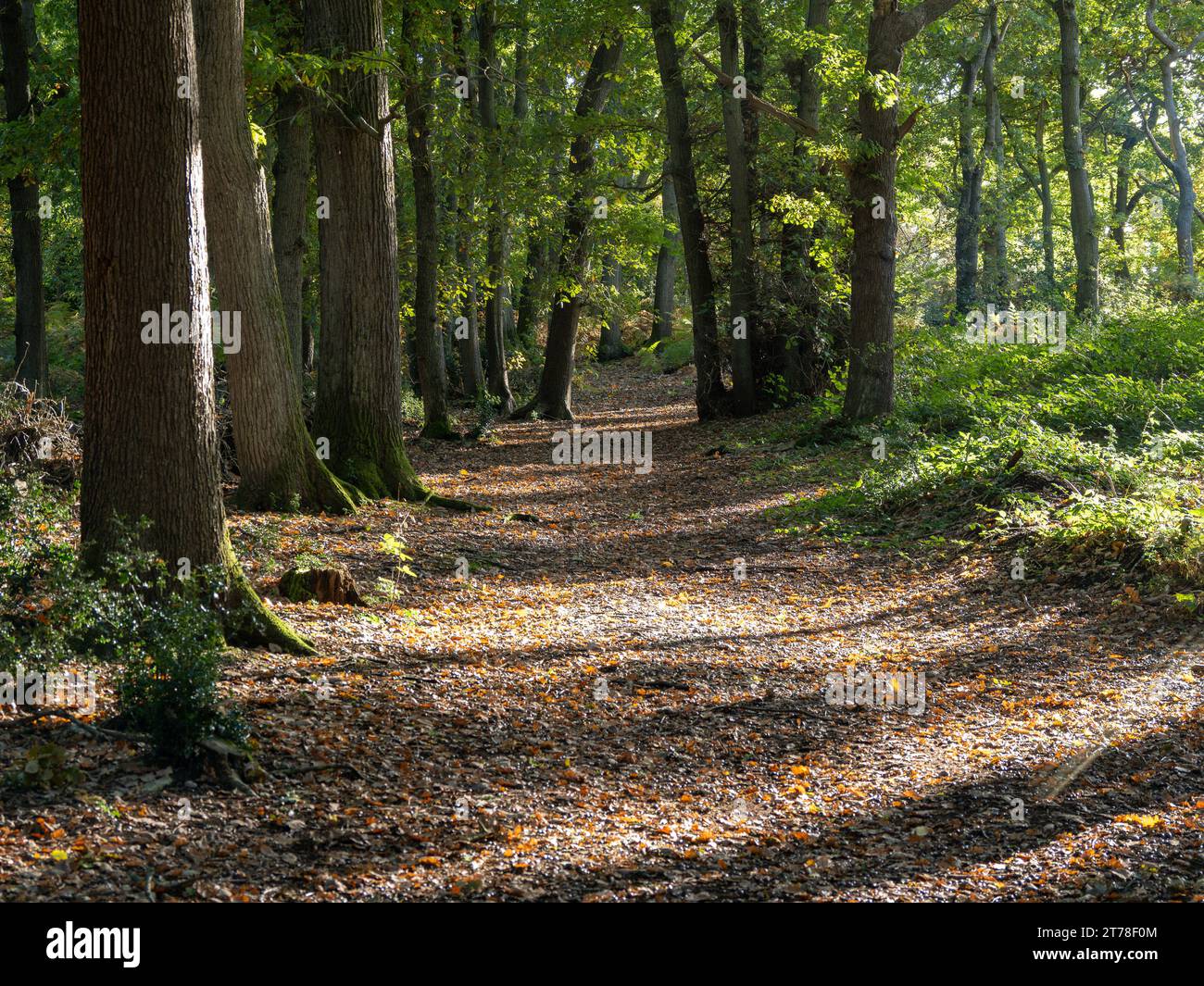 Croham hurst hi-res stock photography and images - Alamy