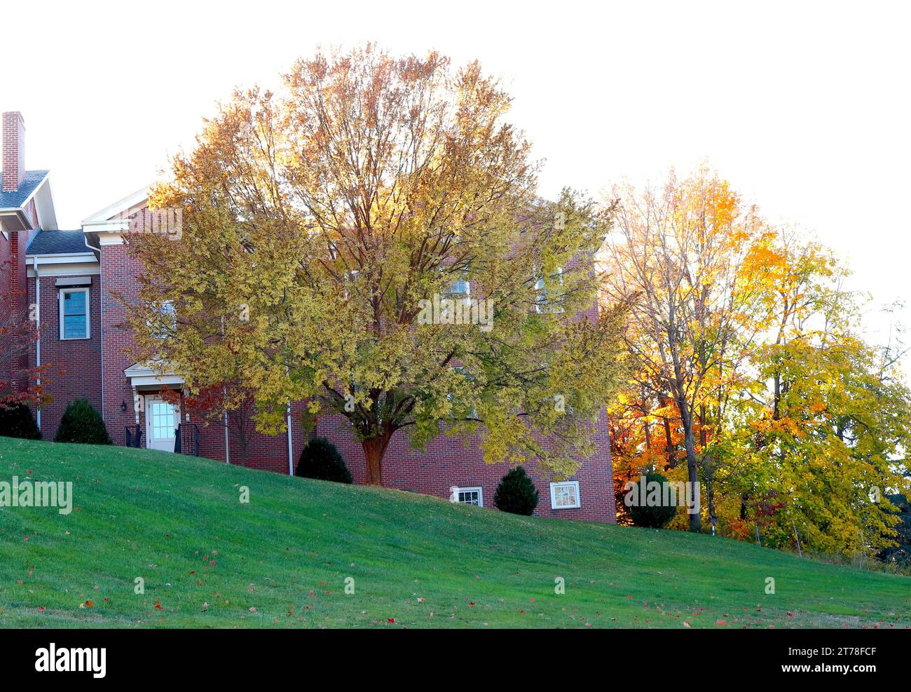 Tall autumn trees fall foliage hi-res stock photography and images - Alamy