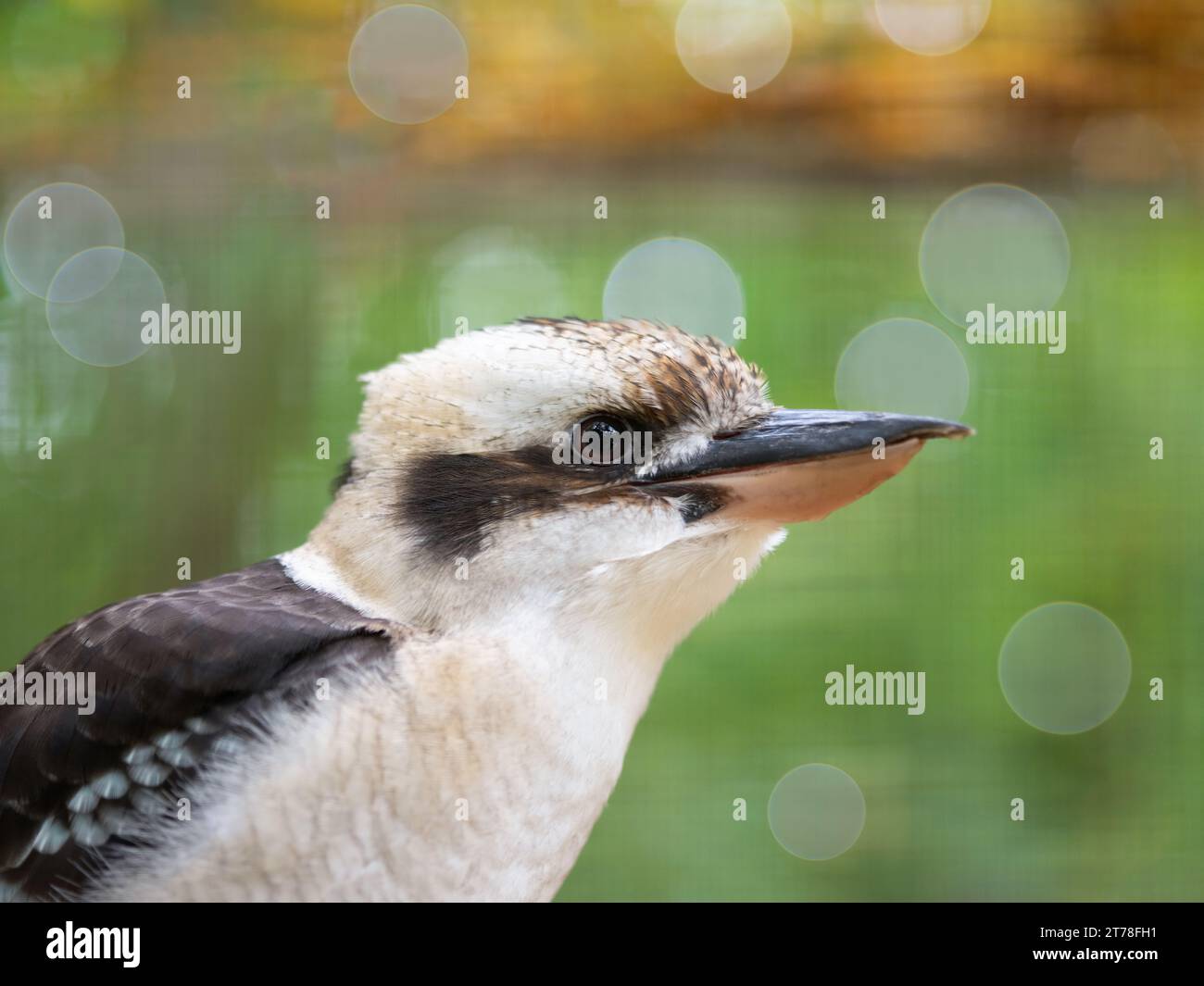 laughing kookaburra in natural habitat Stock Photo - Alamy