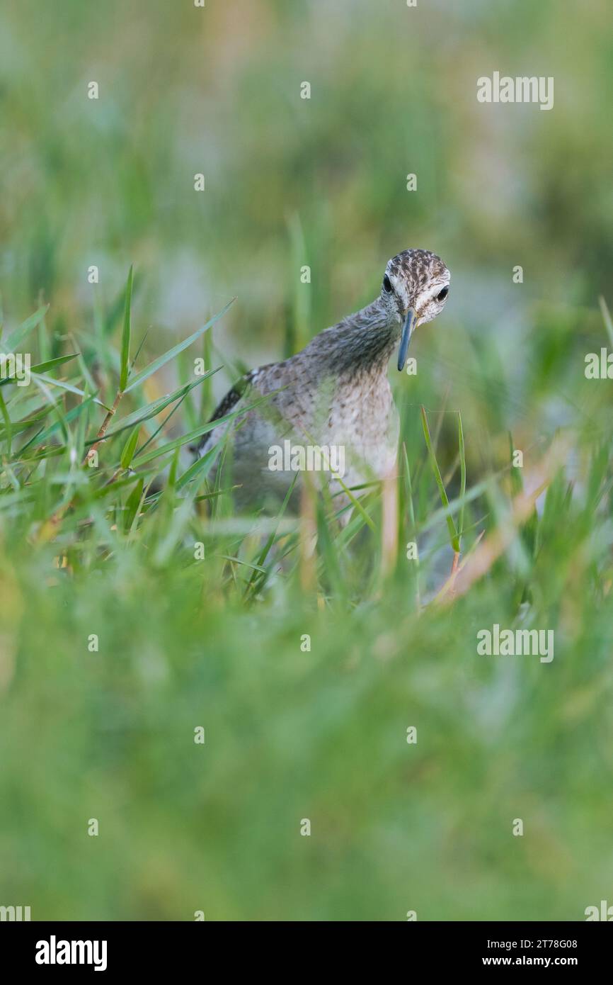 Sandpiper bird in its natural grassy habitat Stock Photo - Alamy