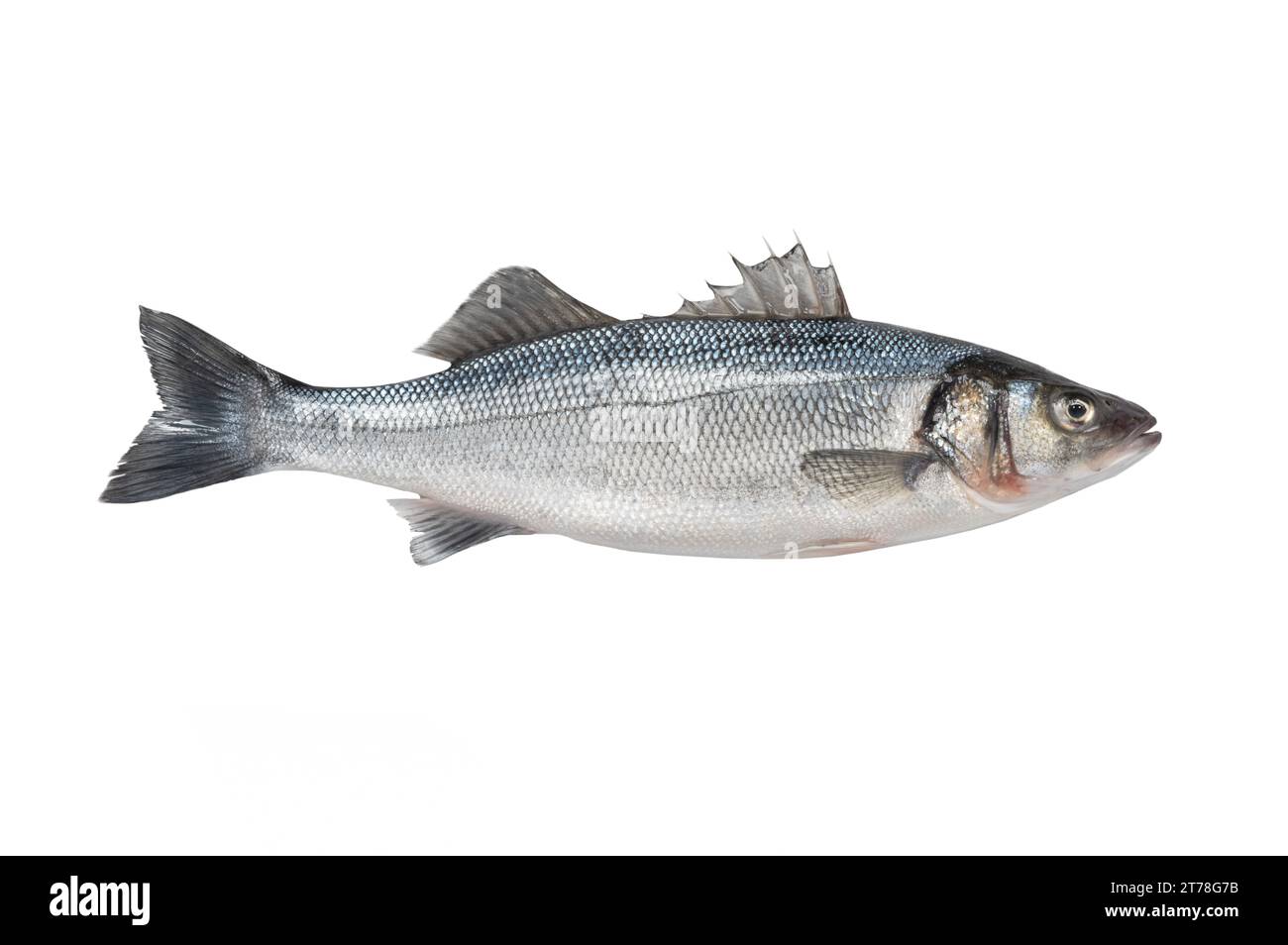 dicentrarchus labrax isolated on white background Stock Photo - Alamy