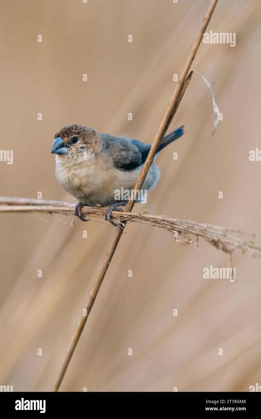 Baya weaver bird in India Stock Photo - Alamy