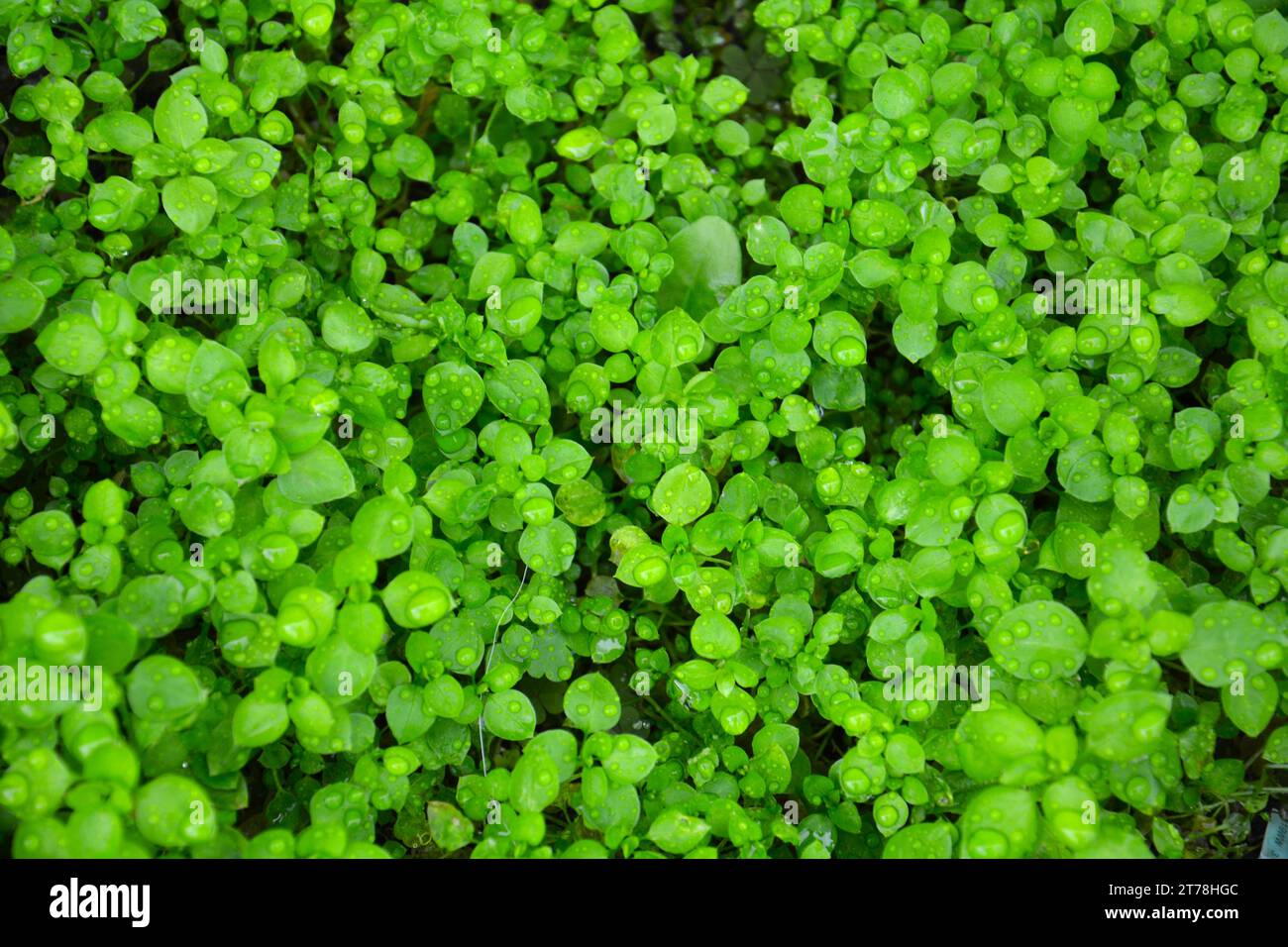 A top view of lush green plants, growing in a sun-drenched garden on a ...