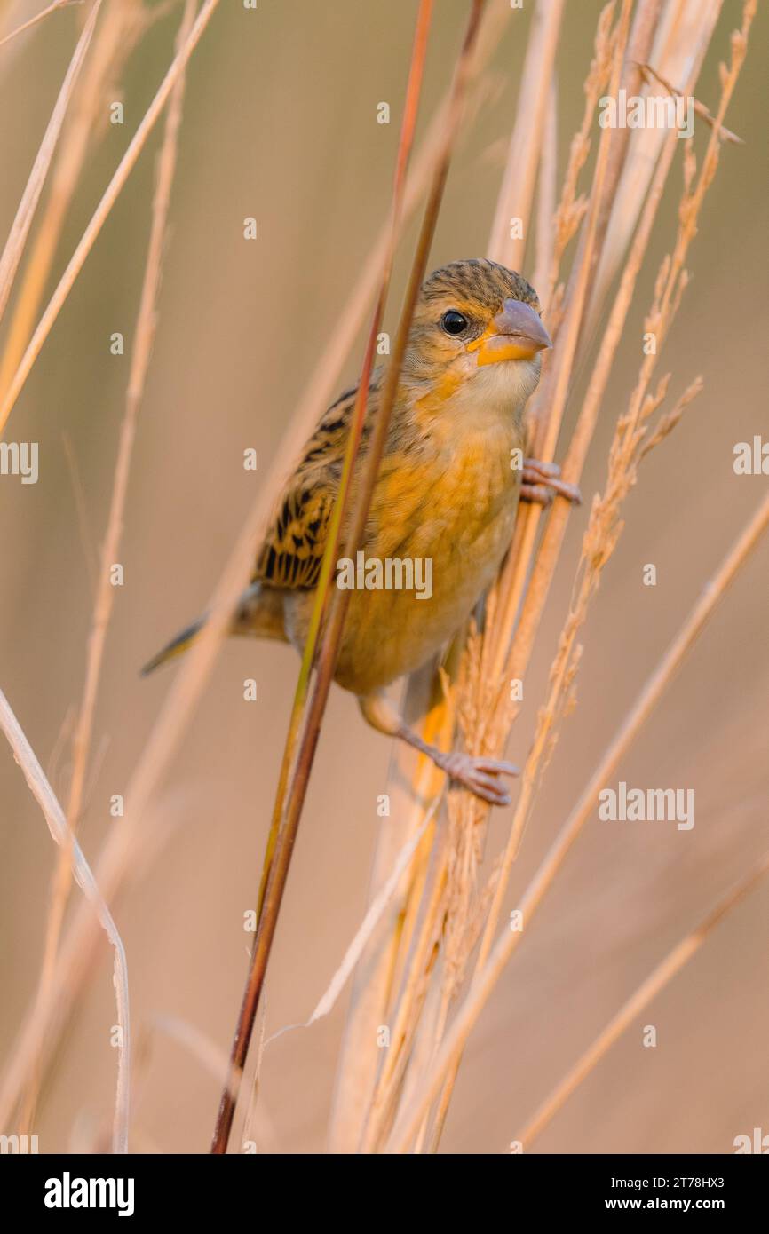 Baya weaver habitat hi-res stock photography and images - Alamy