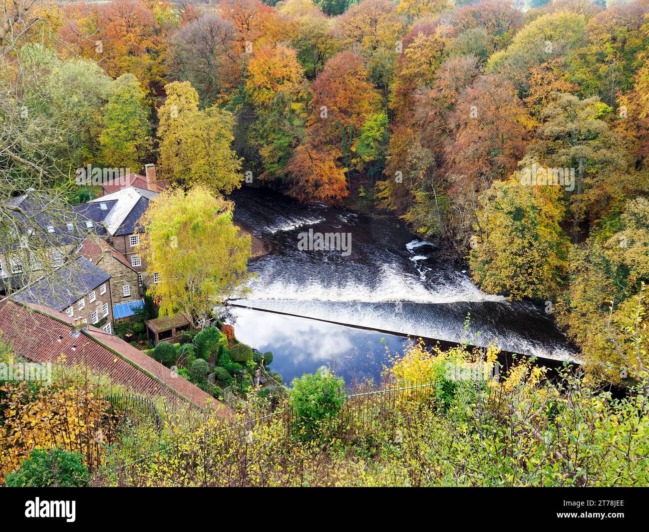 Castle Mills and autumn trees at the weir on the Ruver Nidd in ...