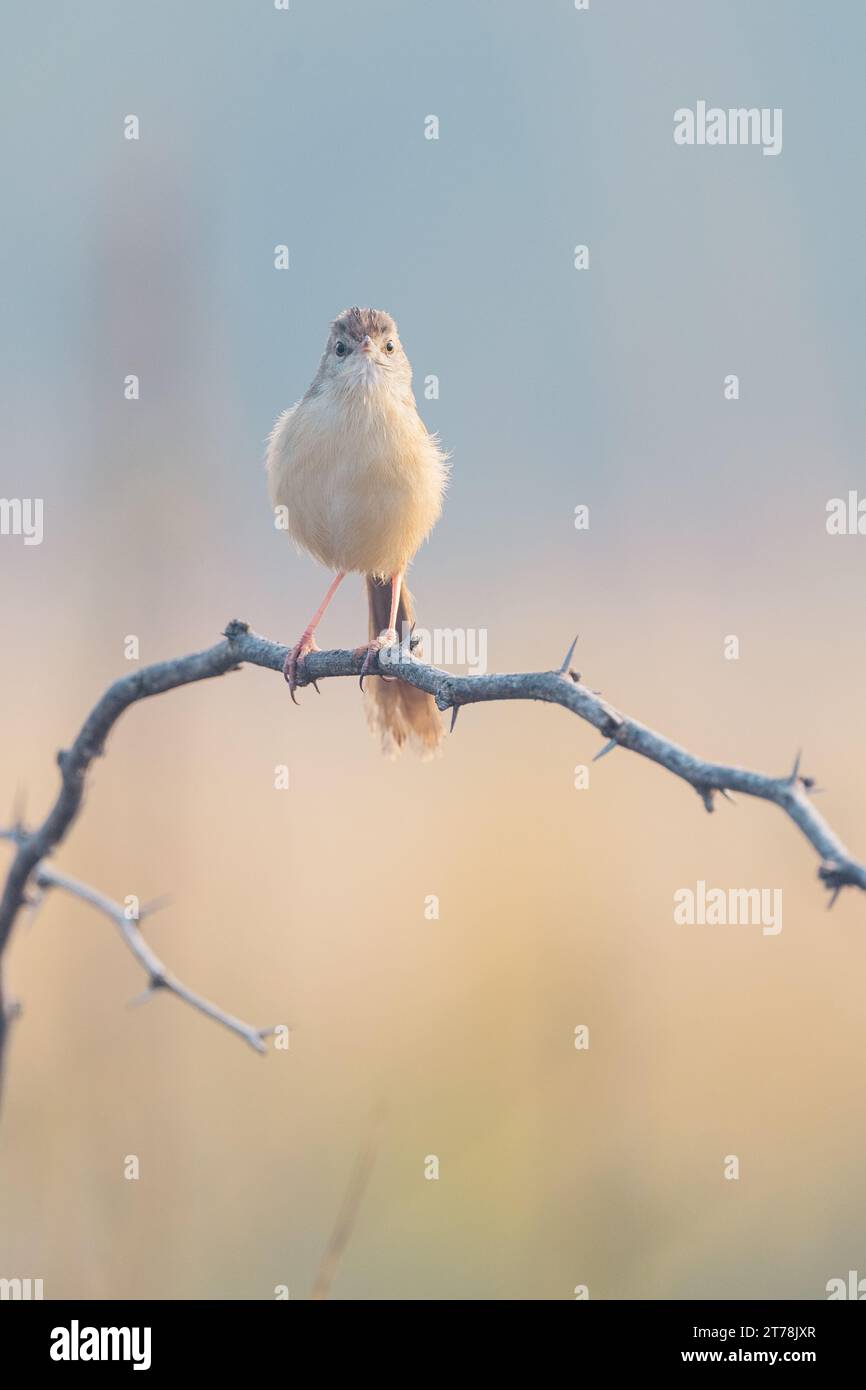 Prinia little bird hi-res stock photography and images - Alamy
