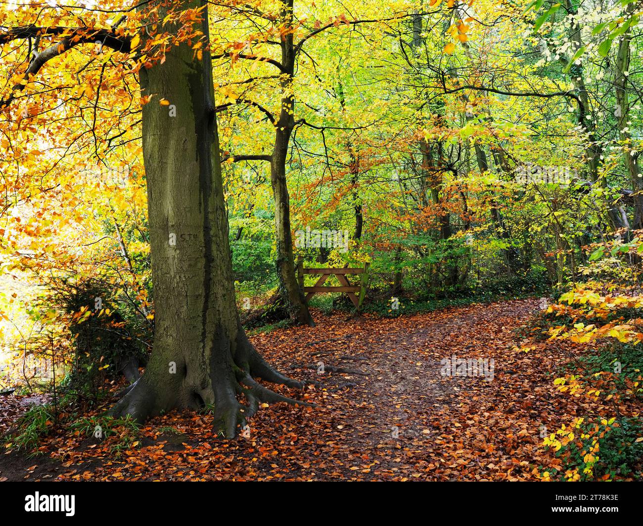 Colourful autumn trees on the Riverside Circular walk in Conyngham Hall ...