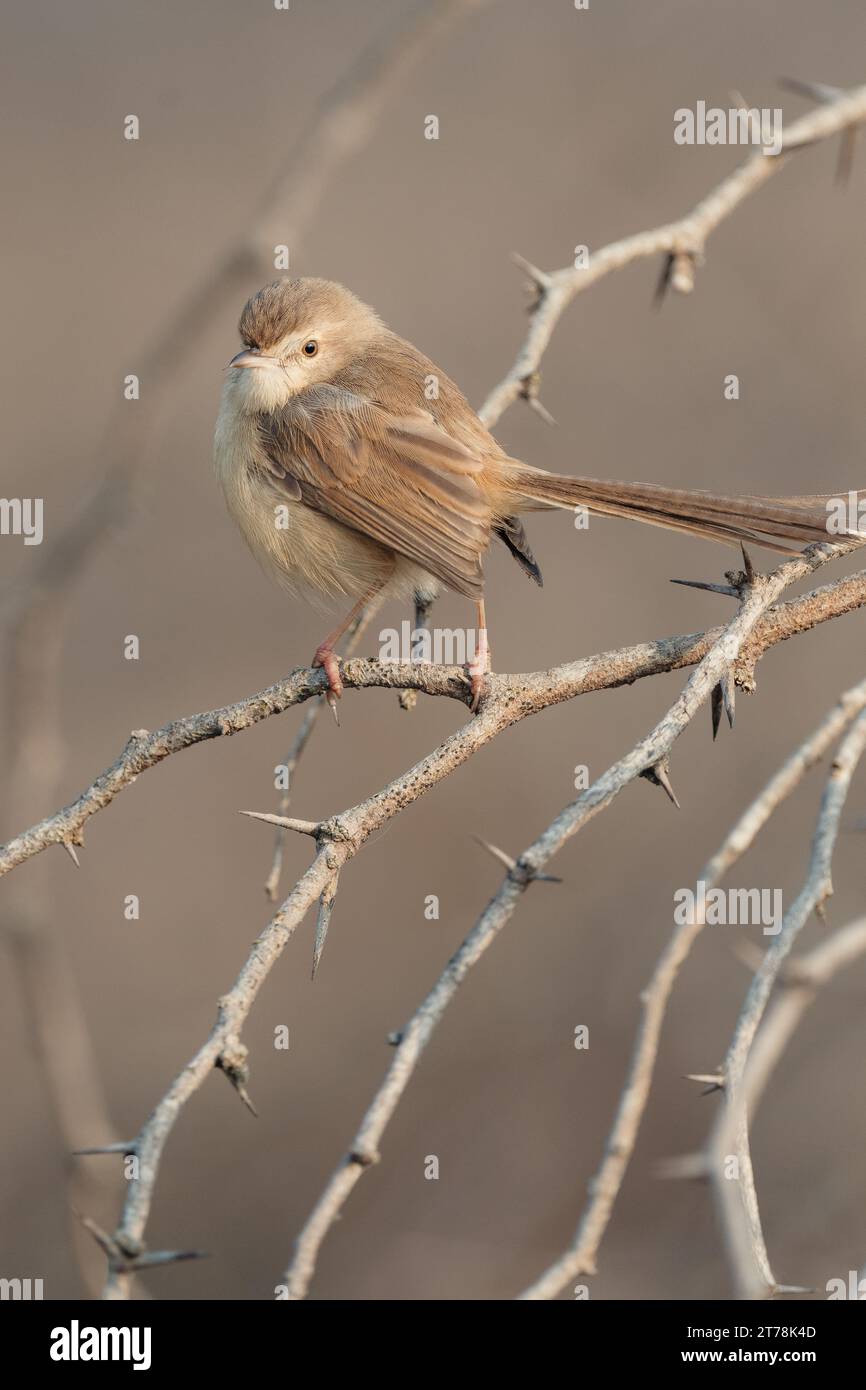 Plain Prinia Bird Stock Photo - Alamy