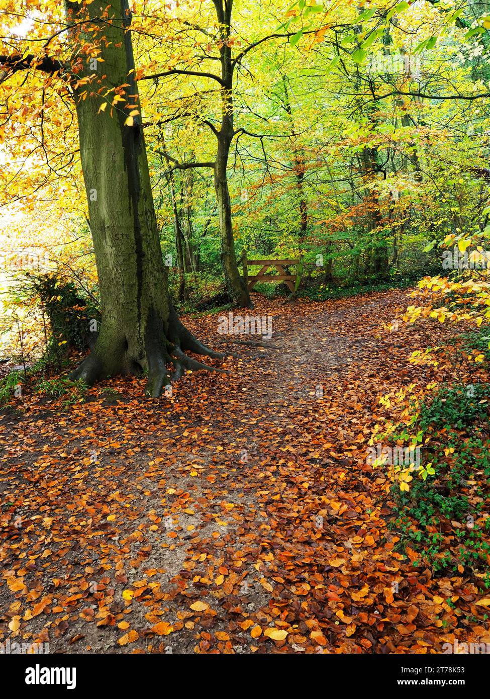 Colourful autumn trees on the Riverside Circular walk in Conyngham Hall ...