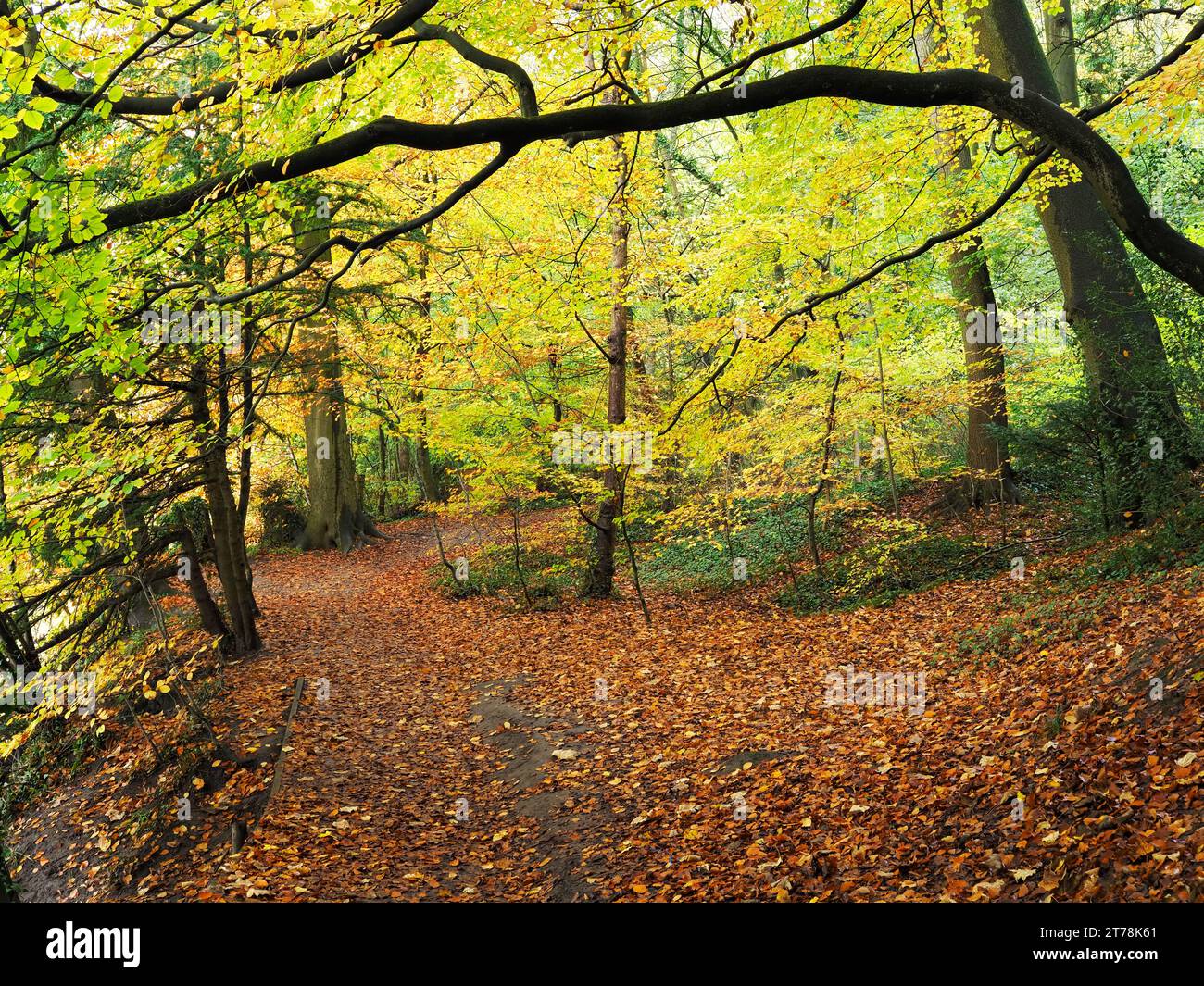 Colourful autumn trees on the Riverside Circular walk in Conyngham Hall ...