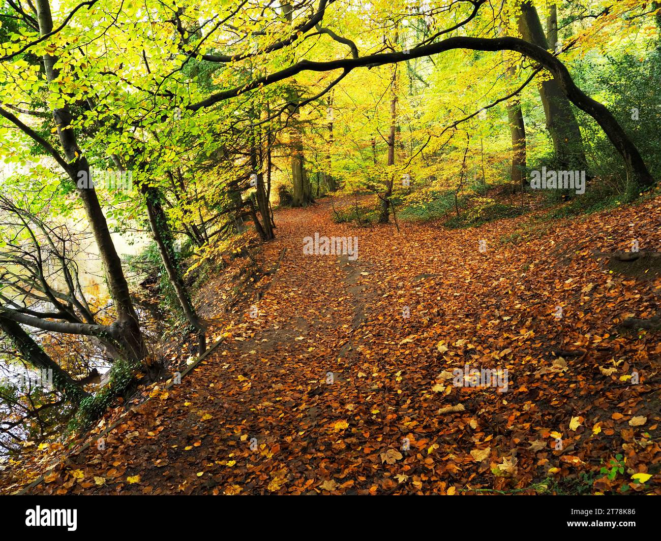 Colourful autumn trees on the Riverside Circular walk in Conyngham Hall ...