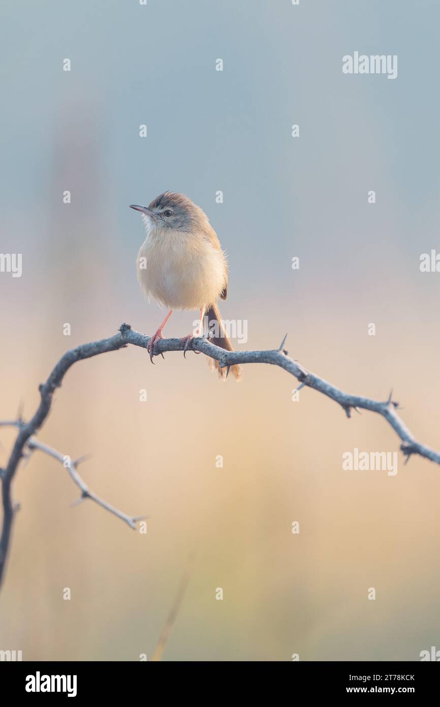 Plain Prinia Bird Stock Photo - Alamy