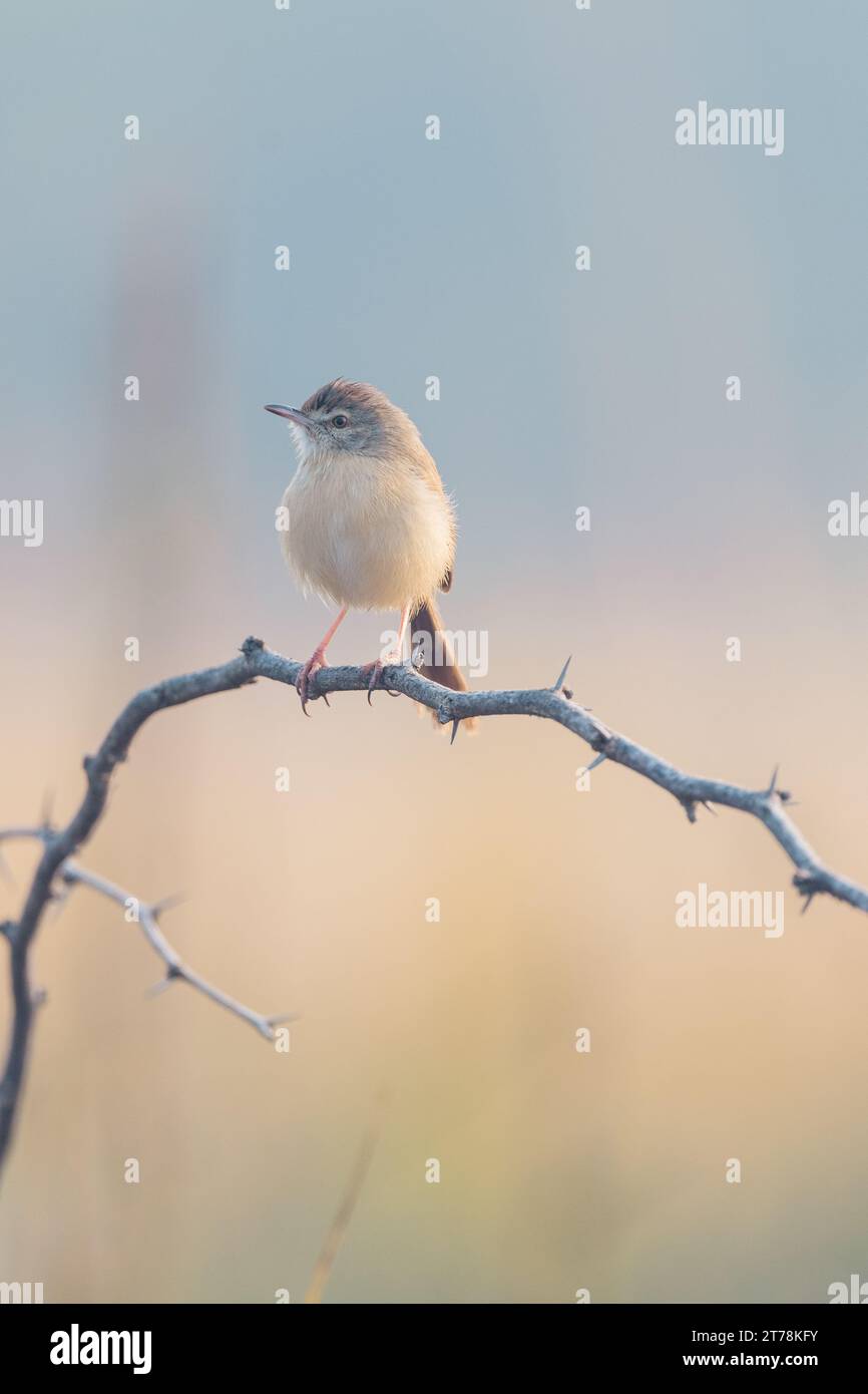 Plain Prinia Bird Stock Photo - Alamy