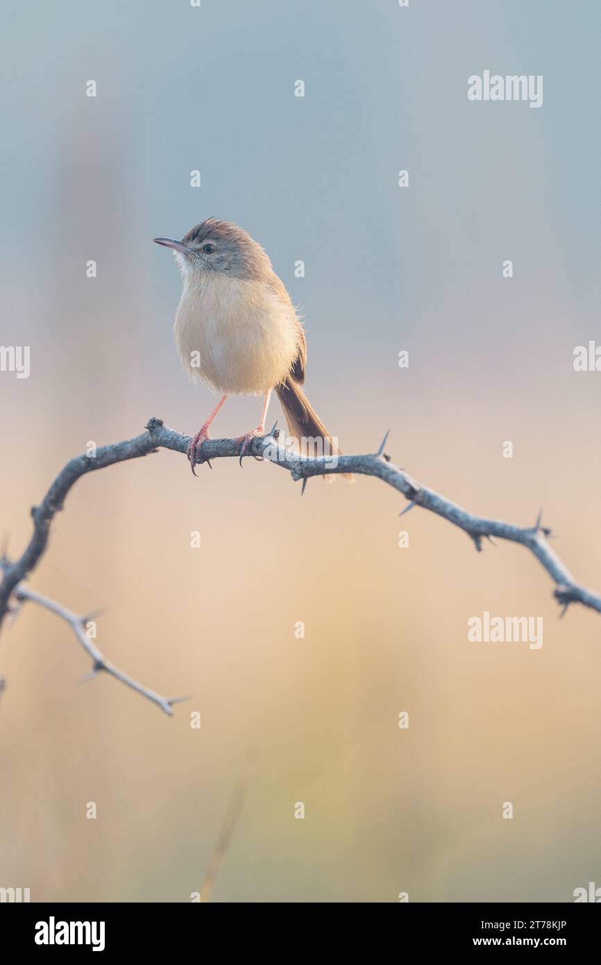 Plain Prinia Bird Stock Photo - Alamy