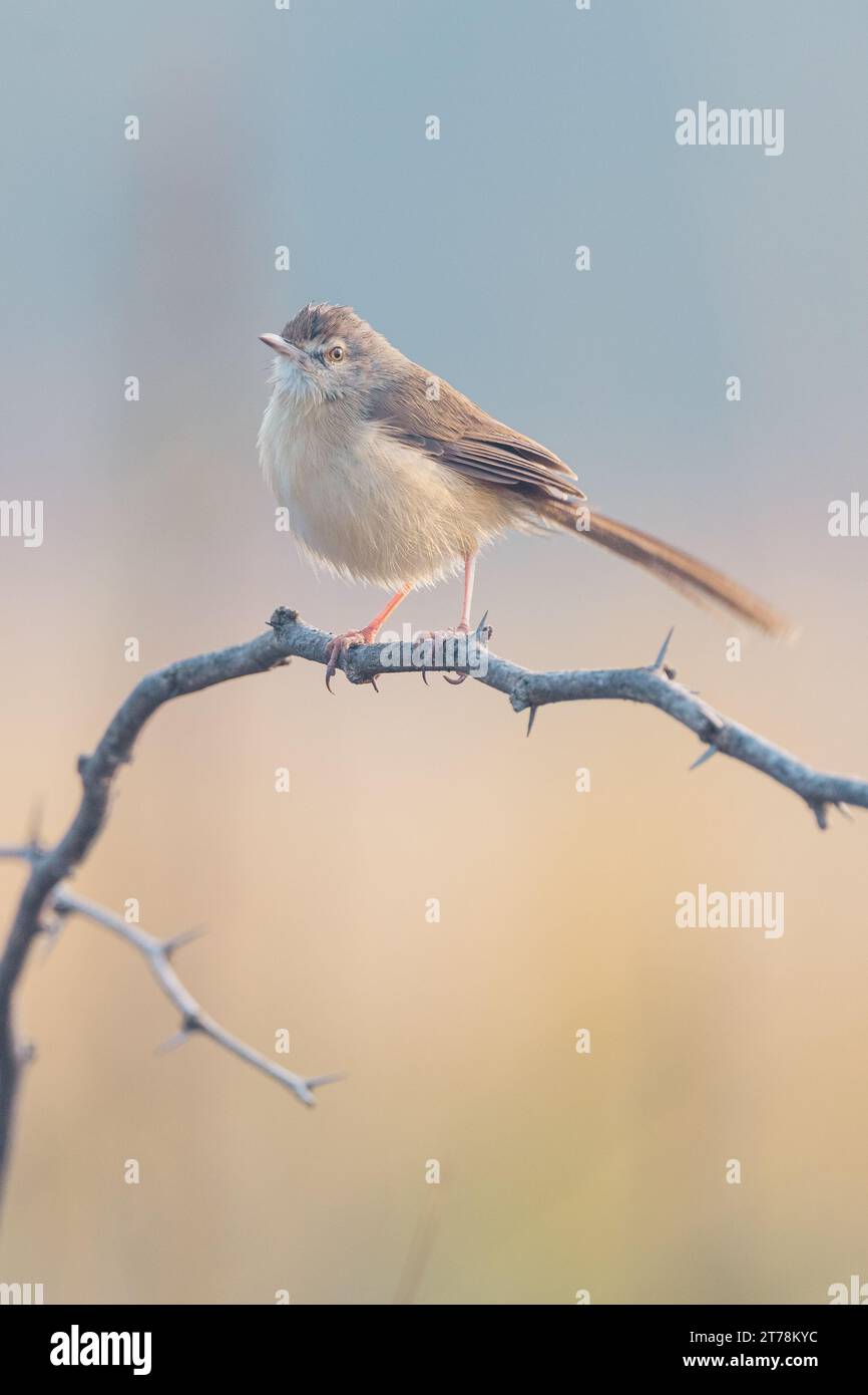 Prinia bird hi-res stock photography and images - Alamy