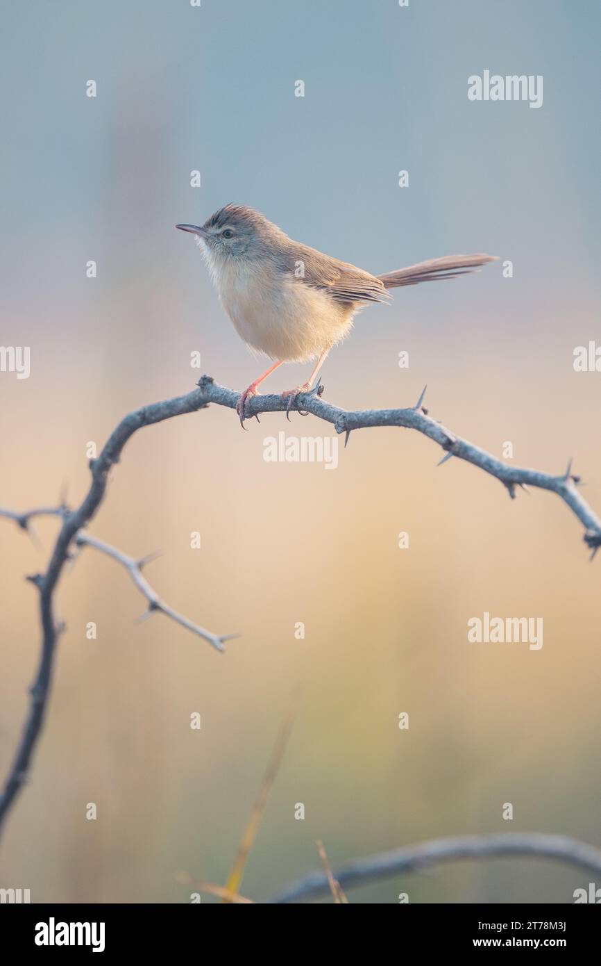 Prinia little bird hi-res stock photography and images - Alamy