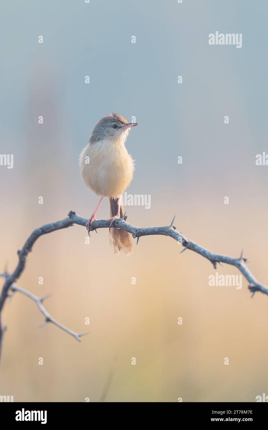 Plain Prinia Bird Stock Photo - Alamy