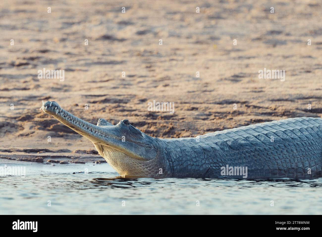 Gharials sunbathing at Chambal River in India Stock Photo - Alamy