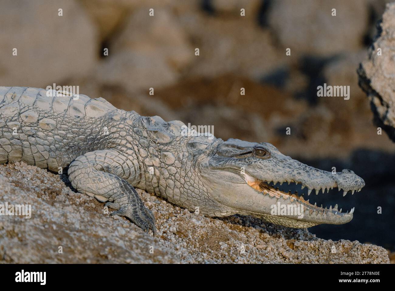 Crocodiles Sunbathing at Chambal River in India Stock Photo - Alamy